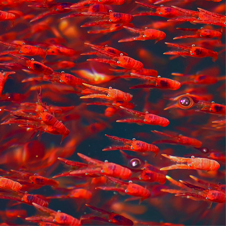 NativePath Antarctic Krill Oil